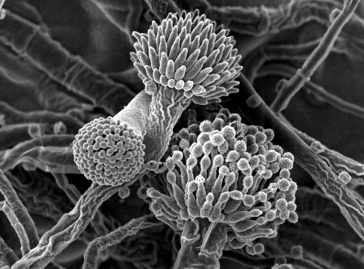 آسپرژیلوس - بهدار